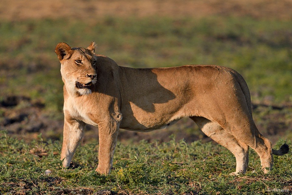 First time Zambia in the Suicide Season - Page 5 - Zambia - Safaritalk