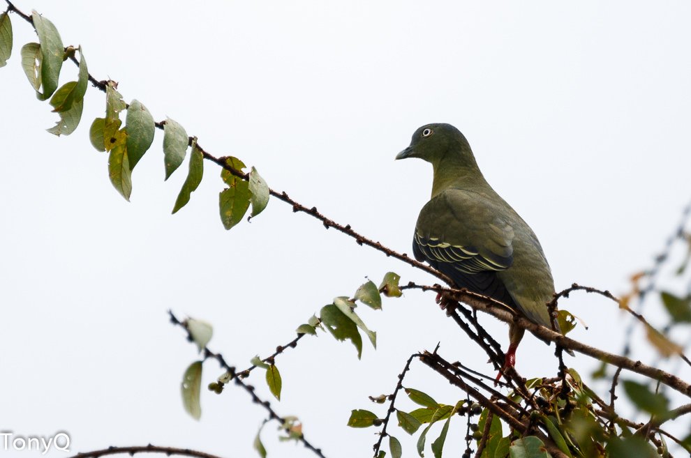 Malaysia: Fascinating (and cute) mammals, beautiful birds. - Page 2 ...