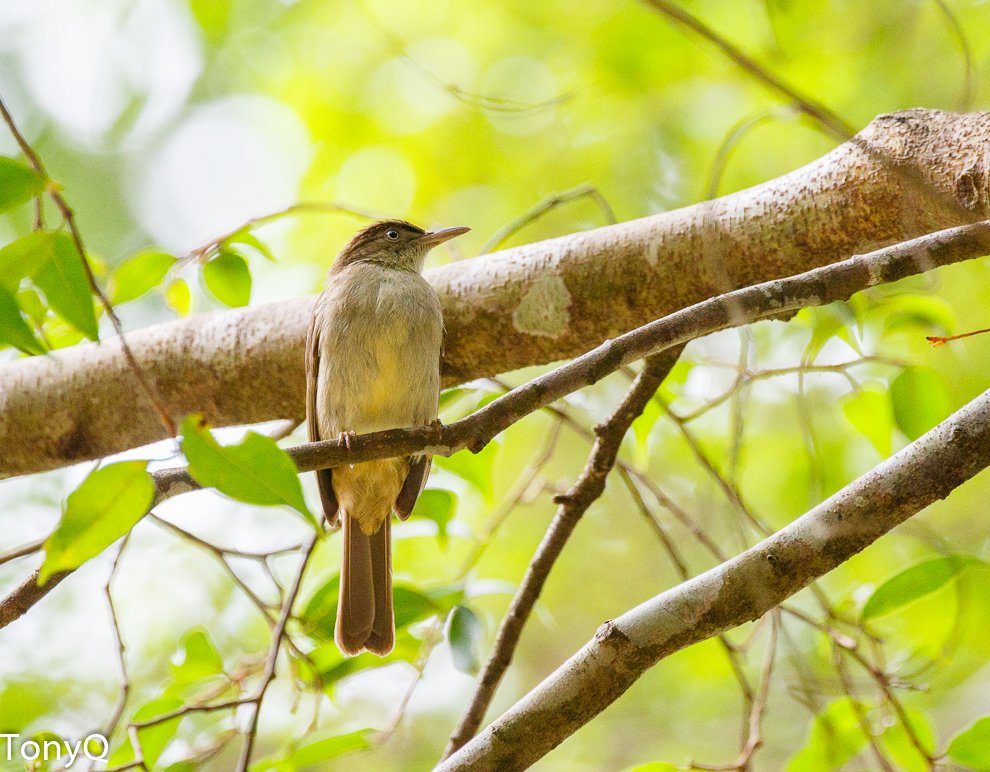 Malaysia: Fascinating (and cute) mammals, beautiful birds. - Page 2 ...
