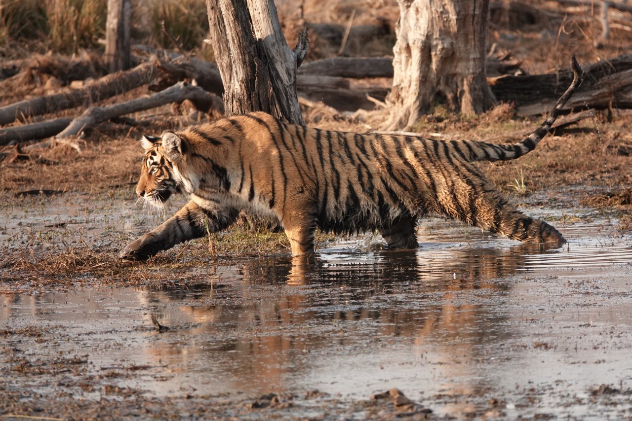 Taj, Tigers and Mother Ganga - India - Safaritalk