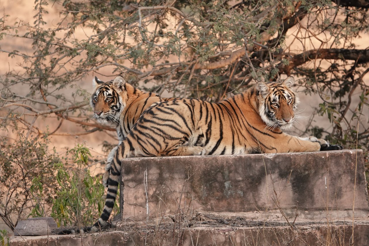 Taj, Tigers and Mother Ganga - India - Safaritalk