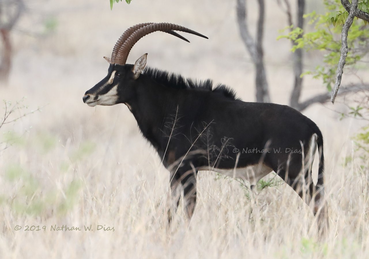 Show us your sable. - Your Africa images - Safaritalk