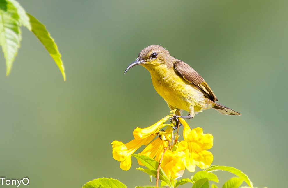 Malaysia: Fascinating (and cute) mammals, beautiful birds. - Page 4 ...