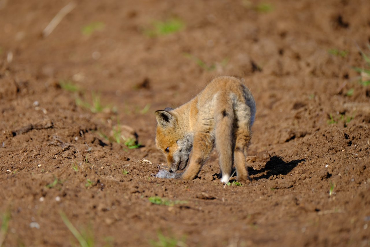 Foxes, owls and moose in Lille Vildmose, Denmark - Europe - Safaritalk