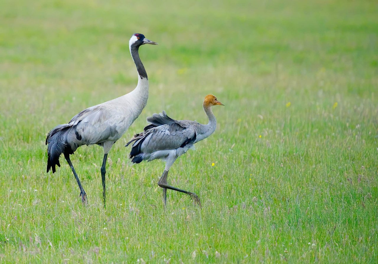 Foxes, owls and moose in Lille Vildmose, Denmark - Europe - Safaritalk