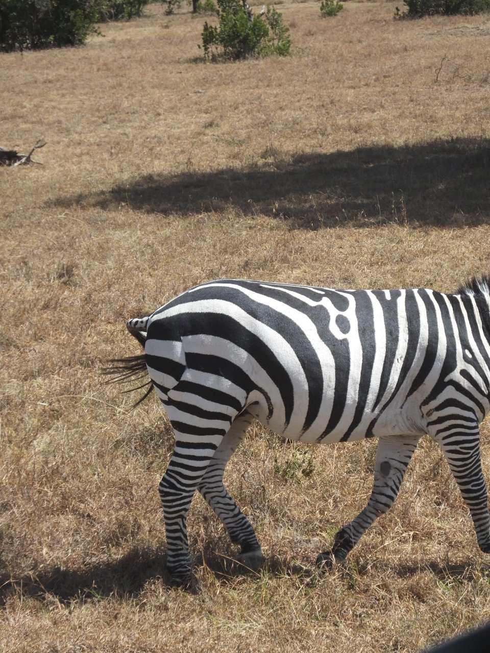 Interesting Animal Patterns - Your Africa images - Safaritalk