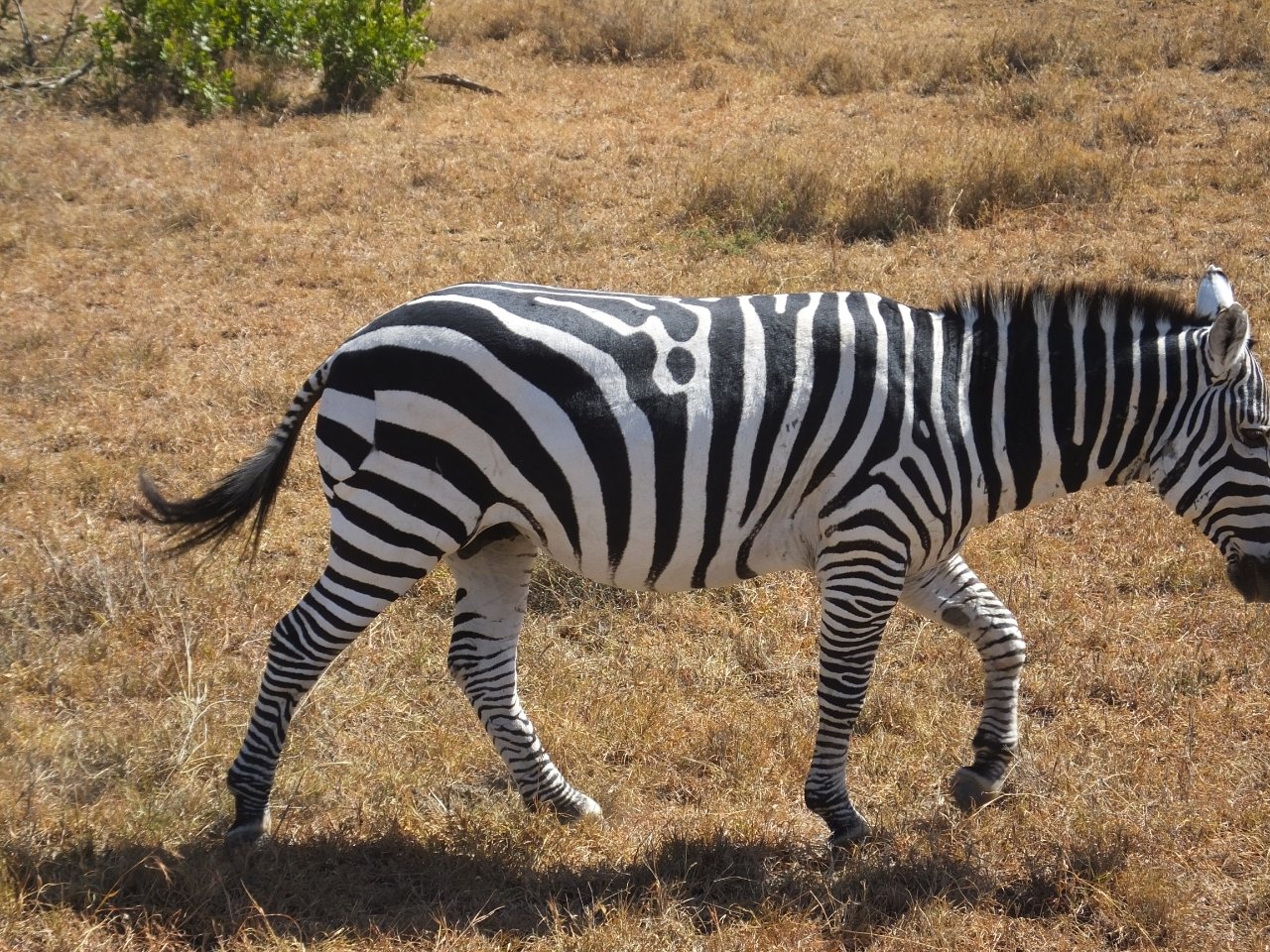 Interesting Animal Patterns - Your Africa images - Safaritalk