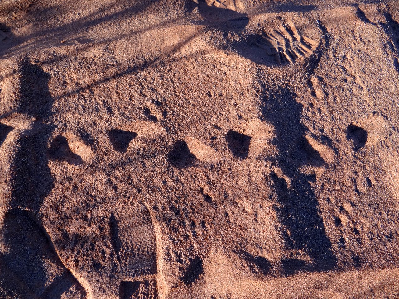 Let's see your Pangolin pics... - Page 5 - Your Africa images - Safaritalk