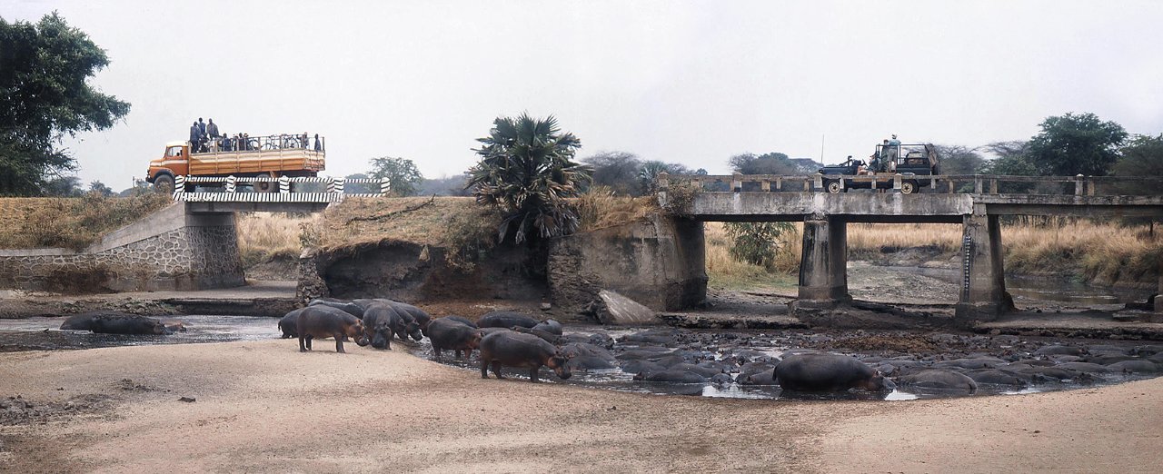 Show us your Hippo pictures - Your Africa images - Safaritalk