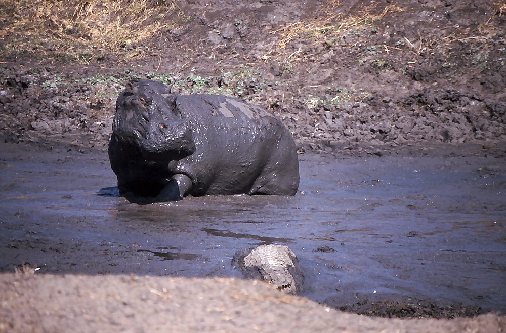 Show us your Hippo pictures - Your Africa images - Safaritalk