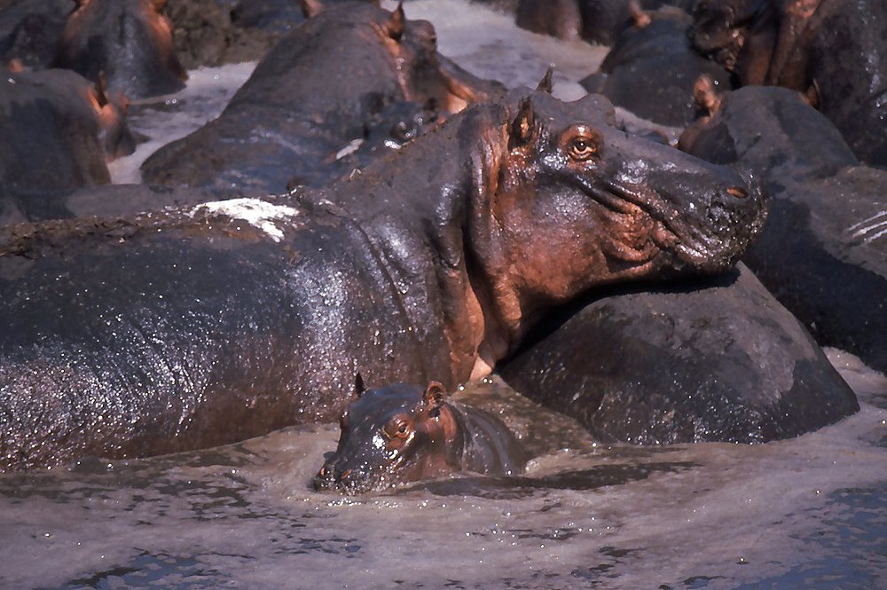 Show us your Hippo pictures - Your Africa images - Safaritalk