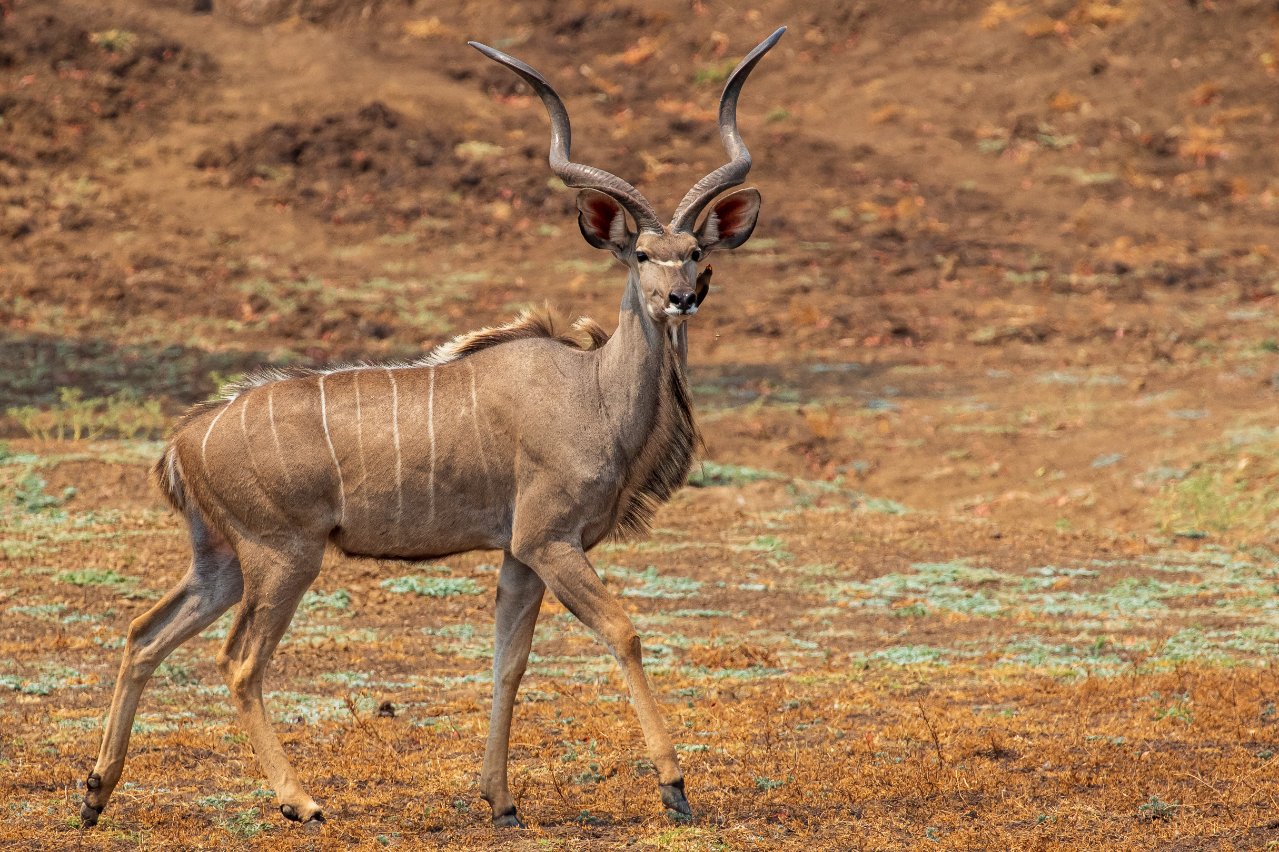 The Lords of Luangwa and the Kings of Kafue - Zambia - Safaritalk