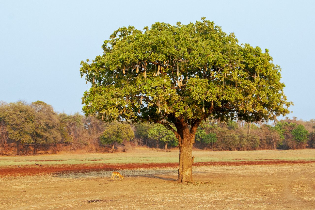 The Lords of Luangwa and the Kings of Kafue - Page 4 - Zambia - Safaritalk