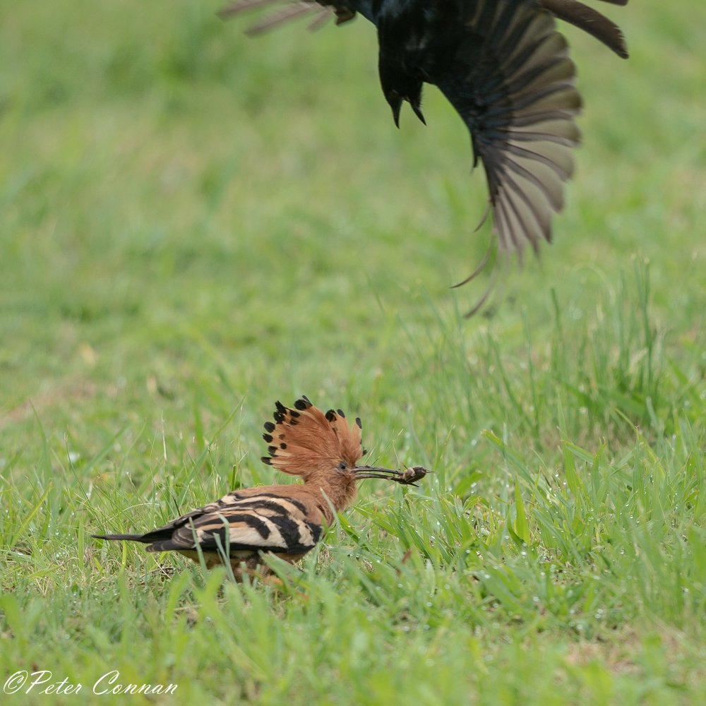 Superstar mugged in public park! - Birding - Safaritalk