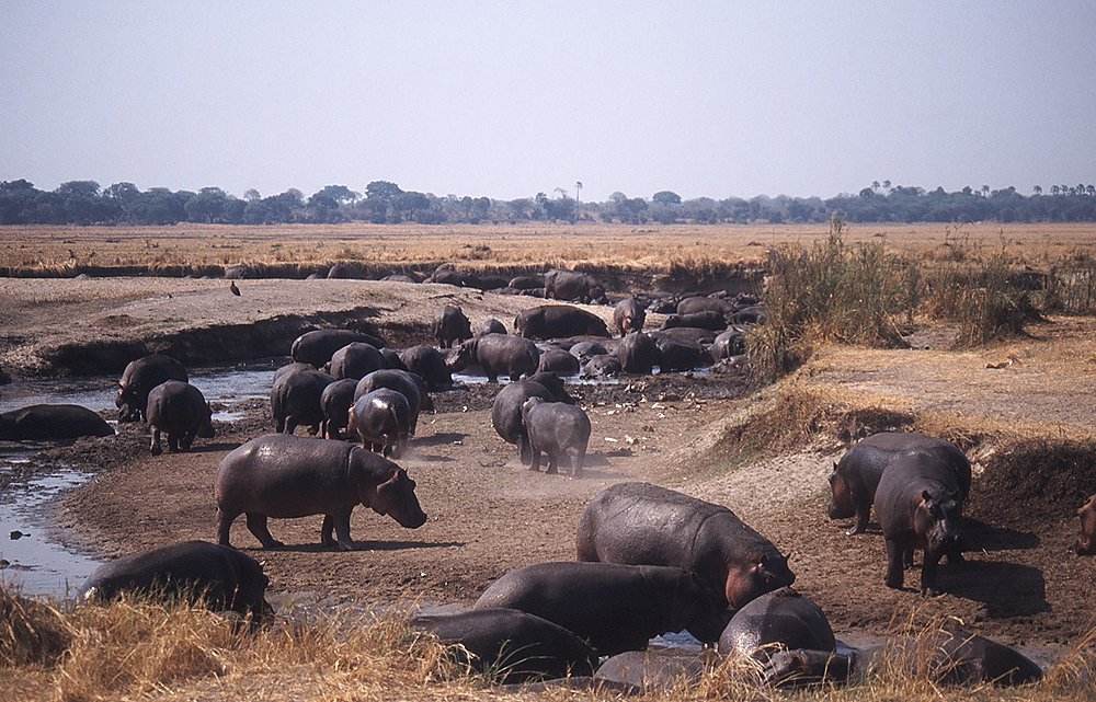 Show us your Hippo pictures - Your Africa images - Safaritalk