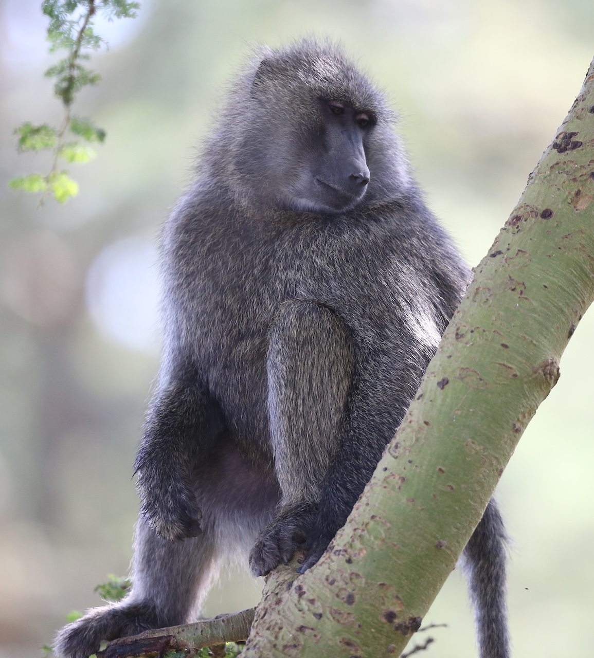 Show us your baboons... - Your Africa images - Safaritalk