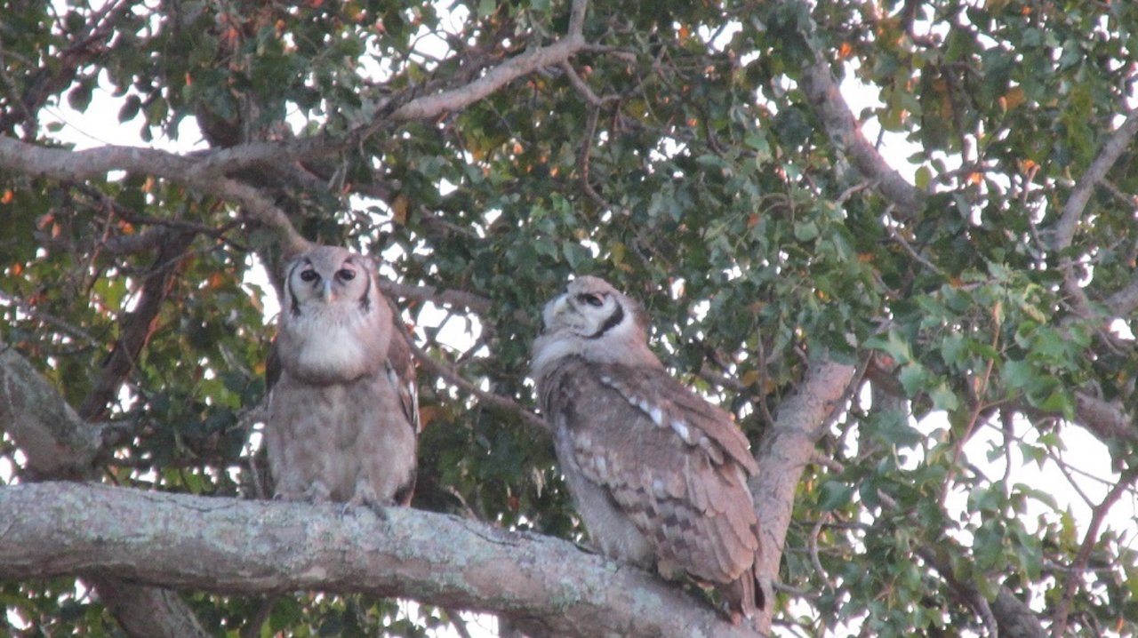 Show us your Owls - Your Africa images - Safaritalk