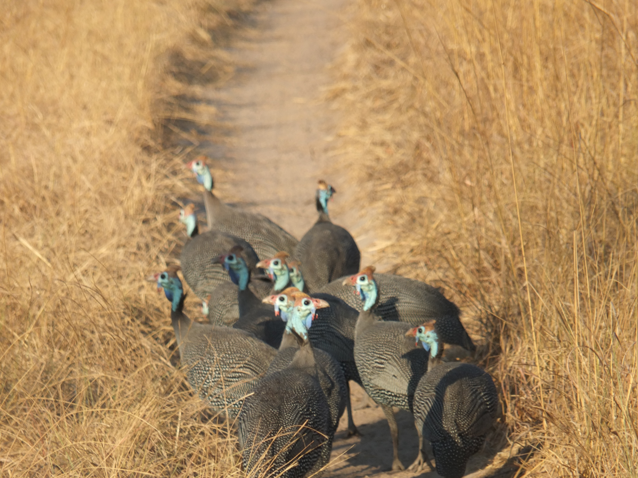 Show us your Guineafowl - Your Africa images - Safaritalk