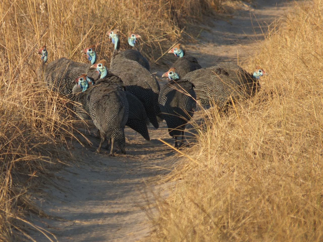Show us your Guineafowl - Your Africa images - Safaritalk