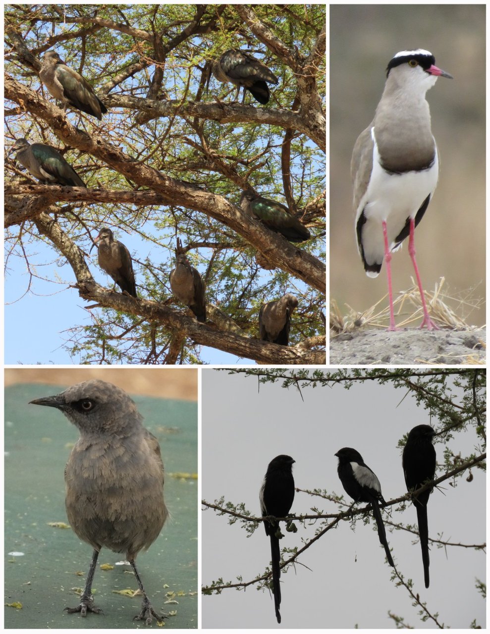 Northern Tanzania Abundance, August 2018 - Tanzania - Safaritalk