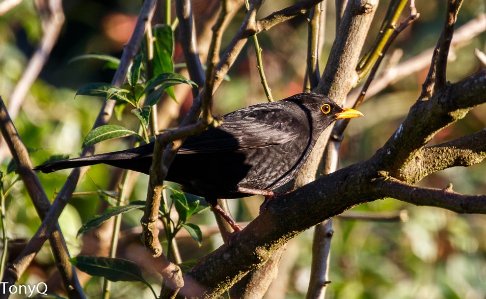 TonyQ: Big (??) Year 2021 - Big Year 2021 - Safaritalk