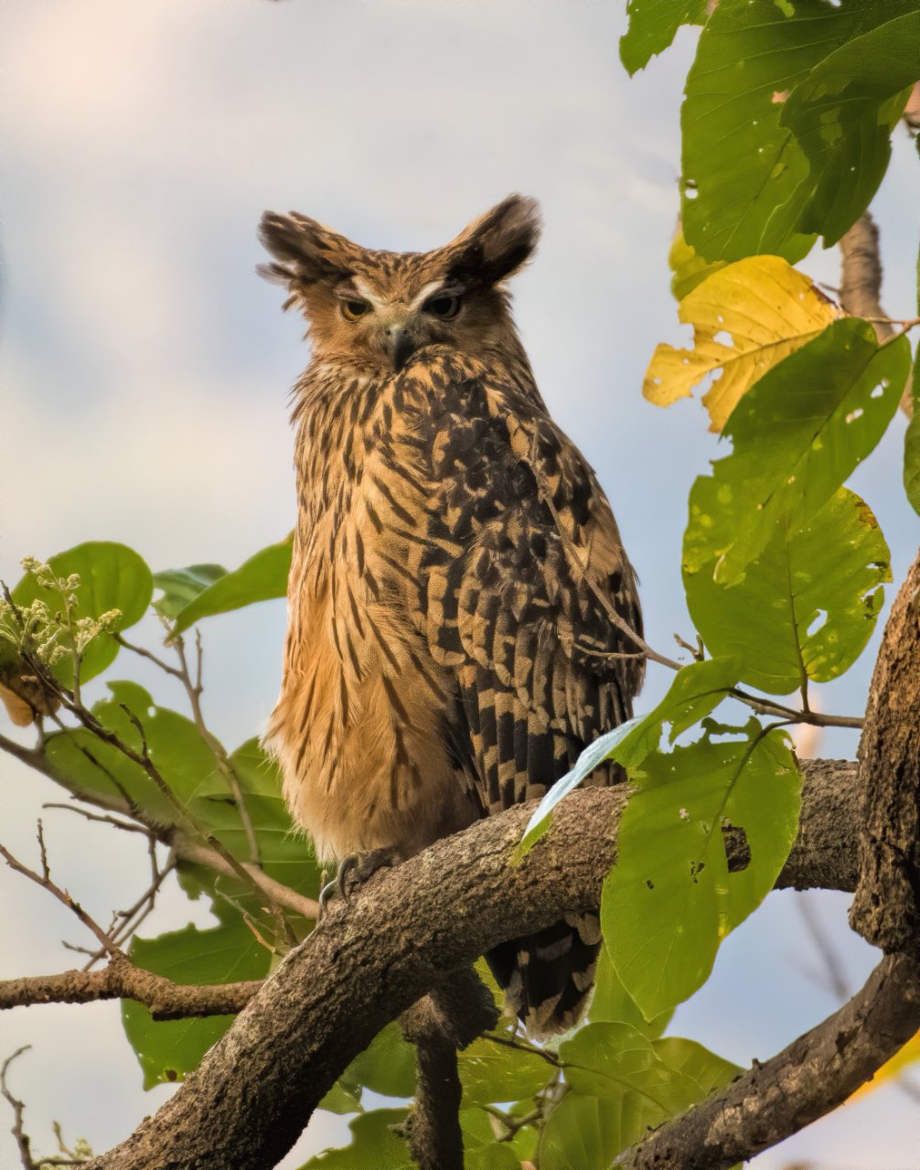 Show us your Owls - Page 3 - Your Africa images - Safaritalk