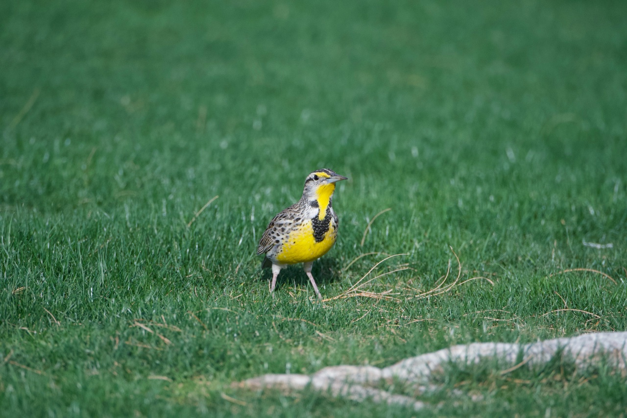 US birding update in the California desert - Page 5 - Worldwide birds ...