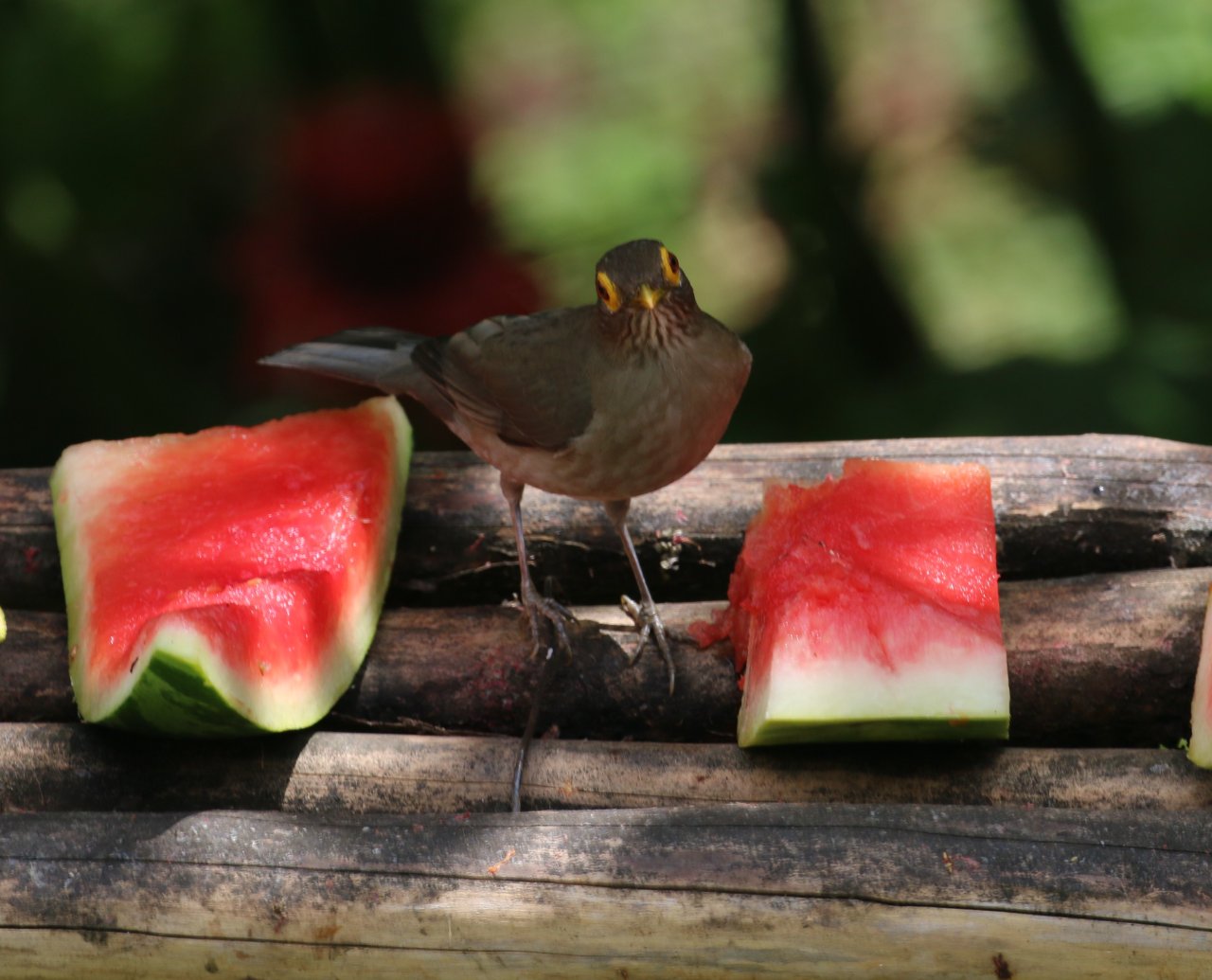St Lucia Trinidad and Tobago - South/Central America inc. Caribbean ...