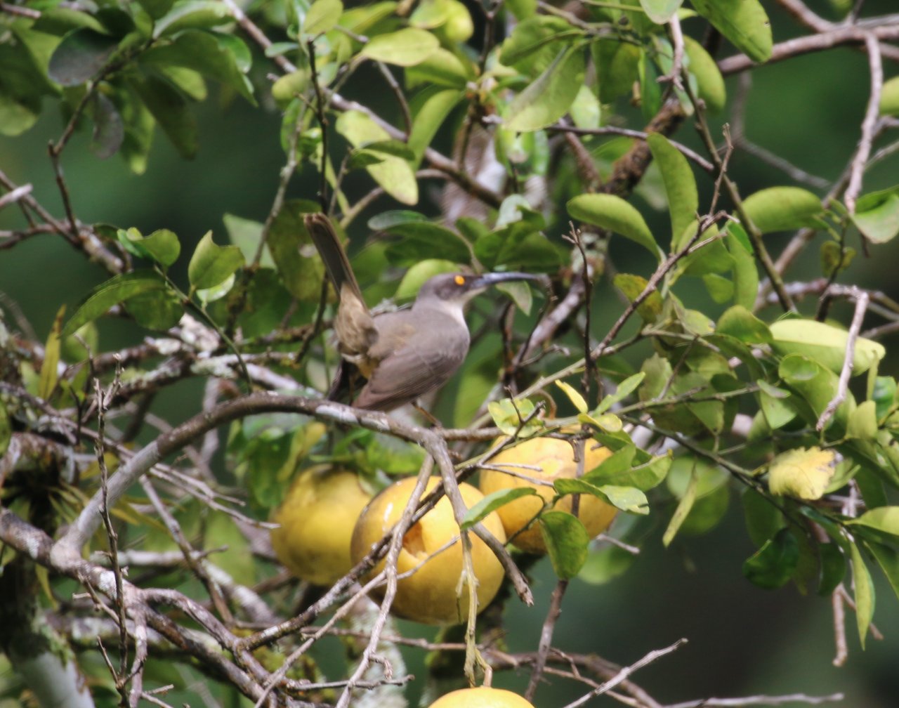 St Lucia Trinidad and Tobago - South/Central America inc. Caribbean ...