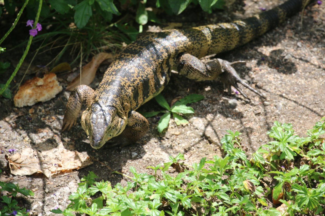 St Lucia Trinidad and Tobago - South/Central America inc. Caribbean ...