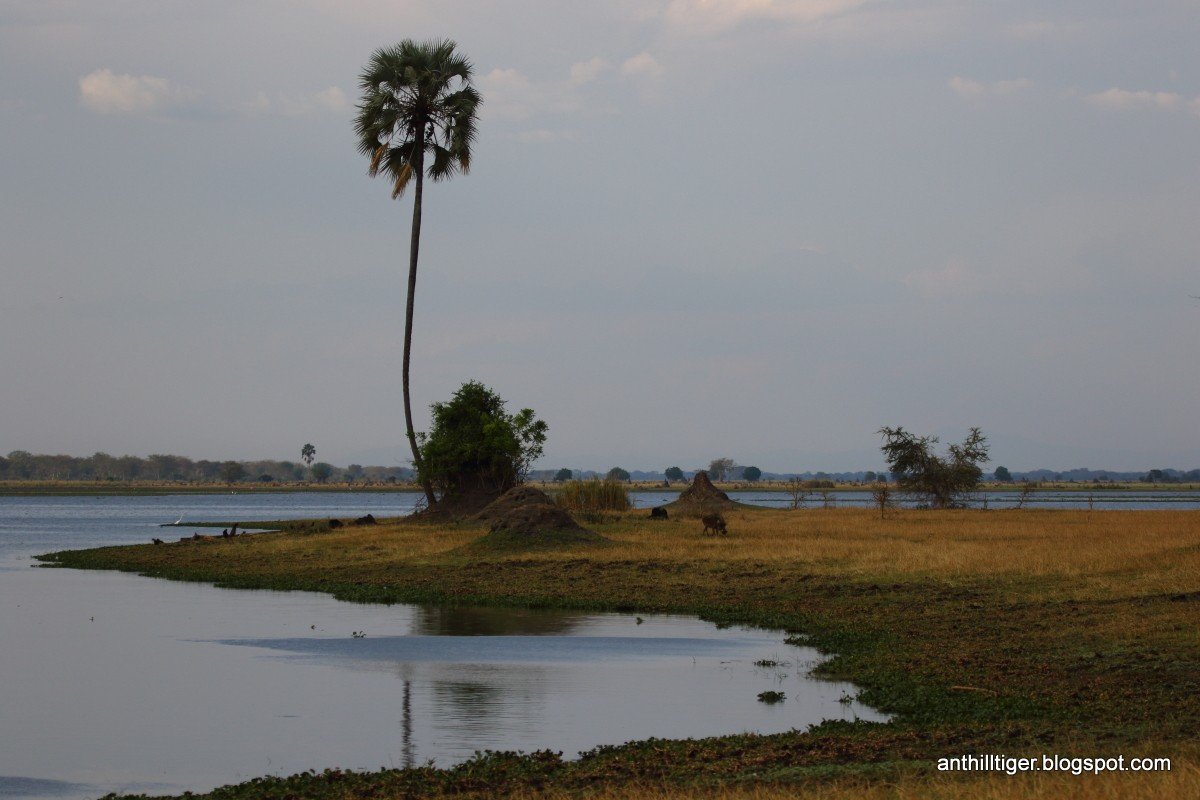Liwonde NP - A hidden gem - Malawi - Safaritalk