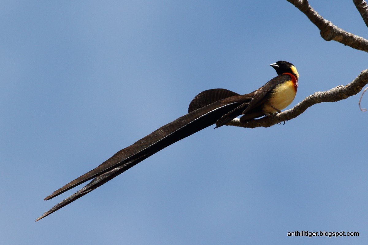 Liwonde NP - A hidden gem - Page 2 - Malawi - Safaritalk