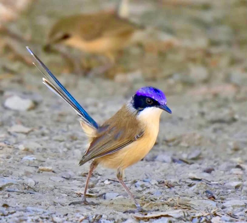 Gulf country : finches, friarbirds and fairywrens - Australasia and ...