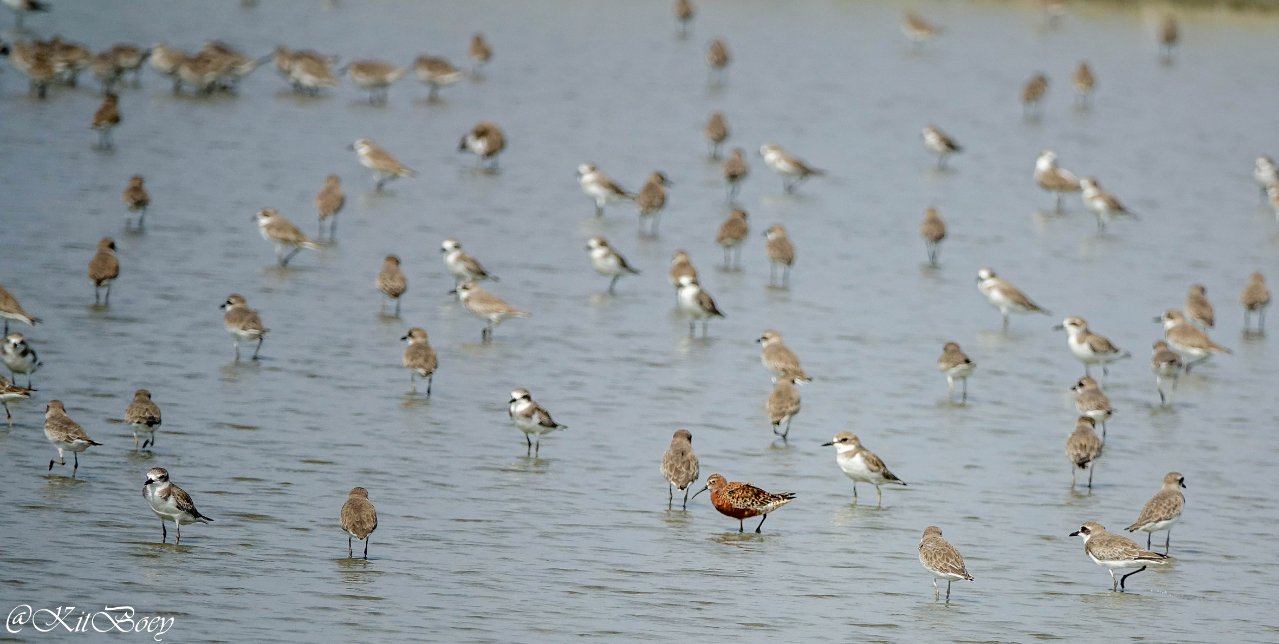 Spoon-billed sandpiper guide: how to identify, where they are found ...