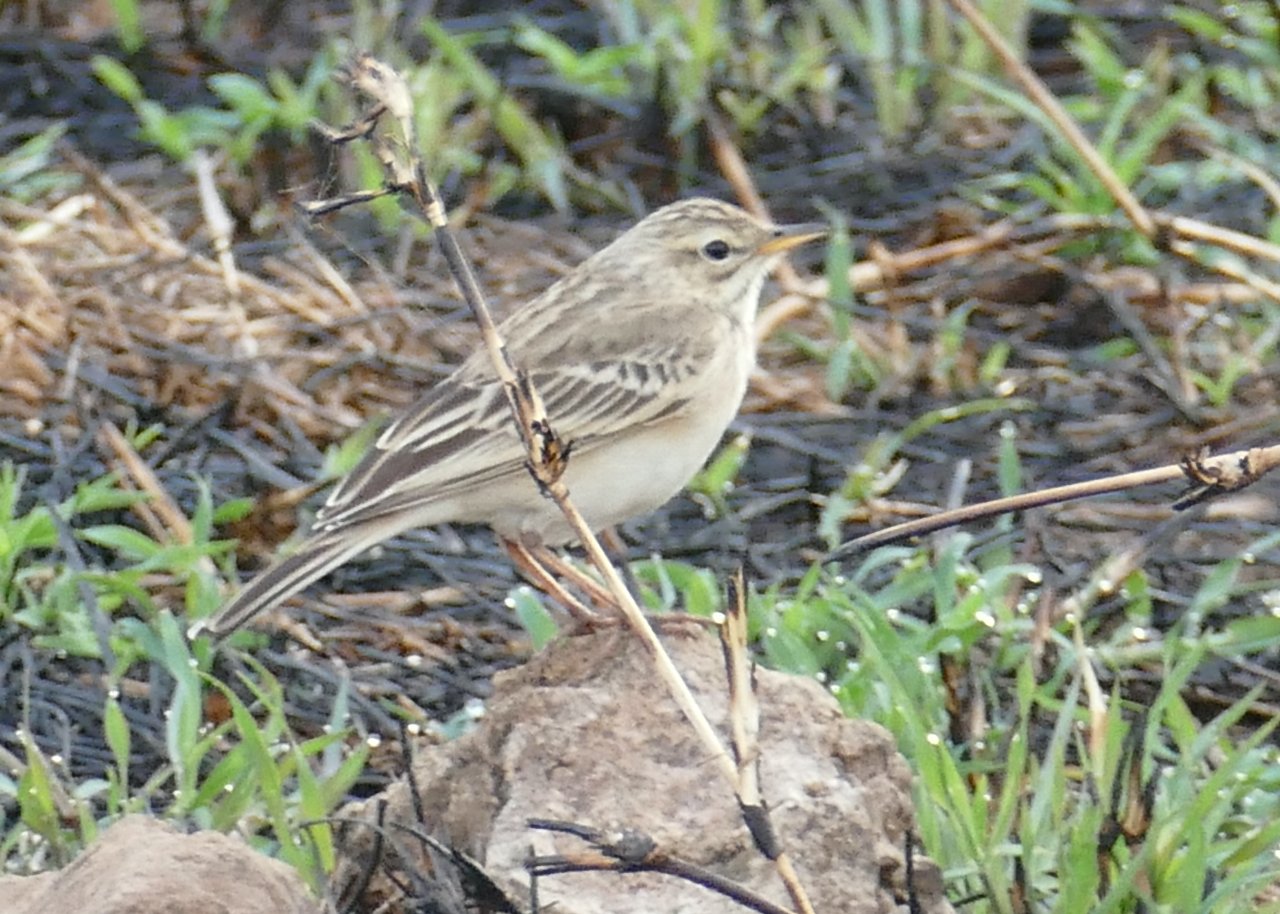 Tanzania 2021 Bird Identification - Africa birds - Safaritalk