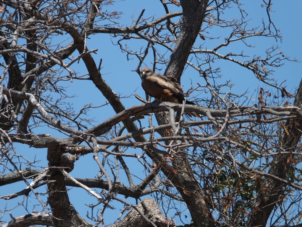 GAME: name that bird! - Birding - Safaritalk