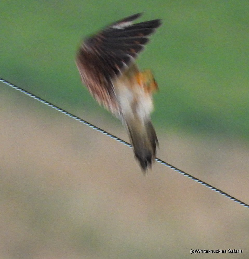 GAME: name that bird! - Birding - Safaritalk