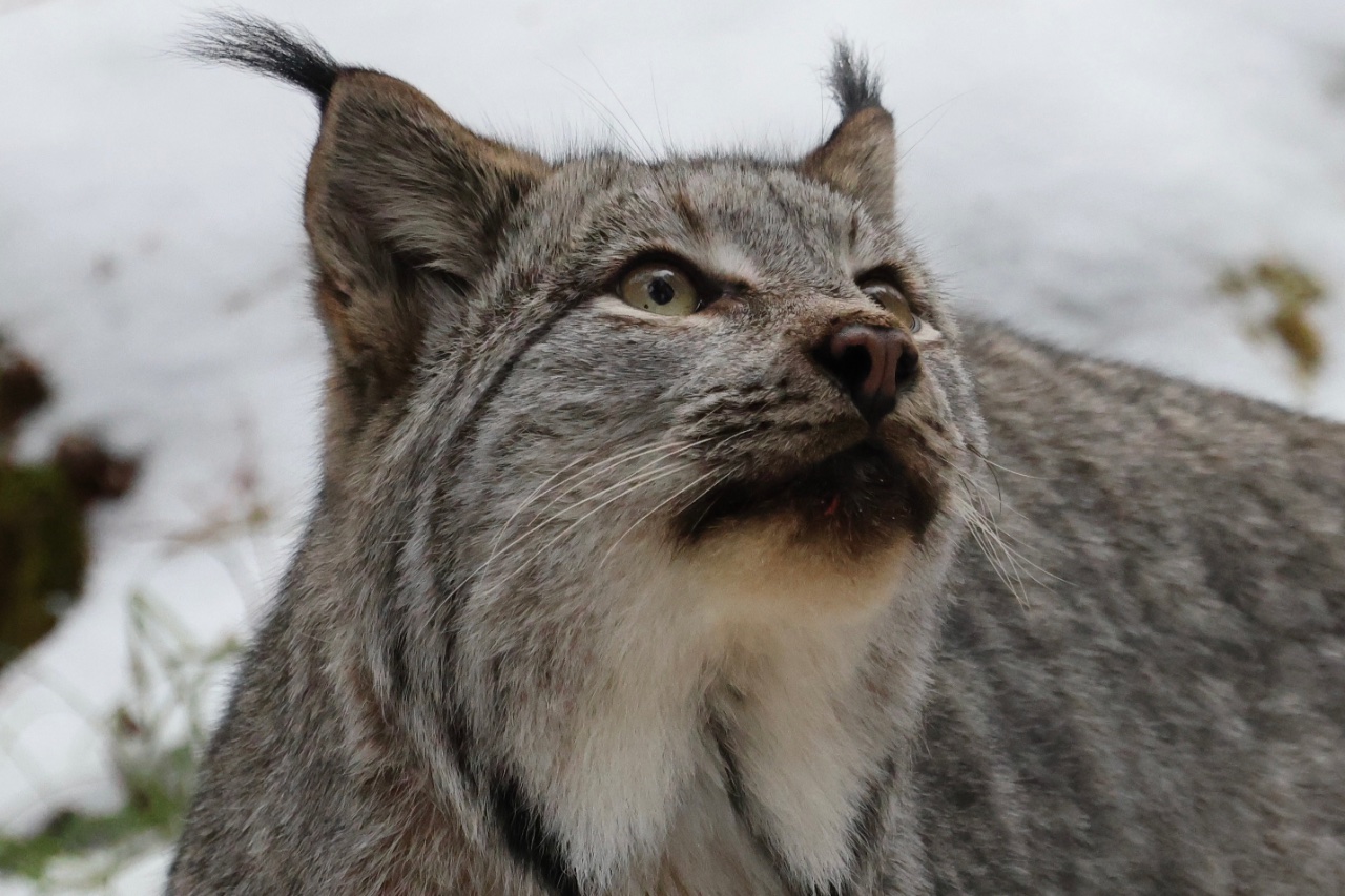 IN SEARCH OF 'THE GHOST OF THE BOREAL FOREST'. - North America inc ...