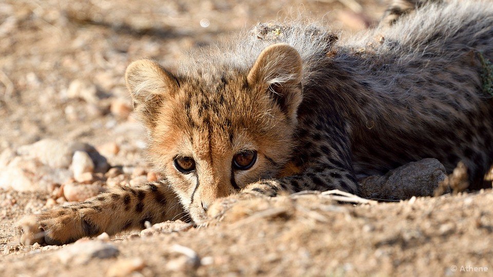 Big (and little..) cat action in Samburu and the Mara - Page 2 - Kenya ...