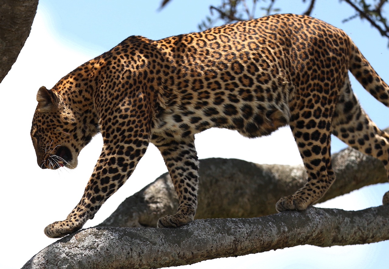 Show us your leopard pics... - Your Africa images - Safaritalk