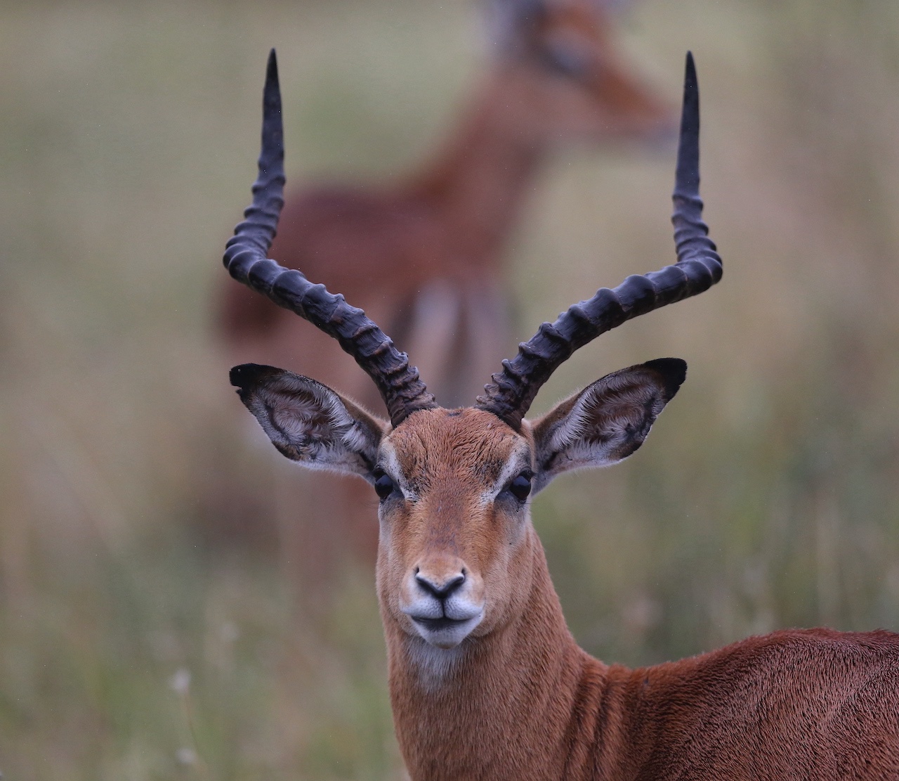Show us your LIVE impala photos - Your Africa images - Safaritalk