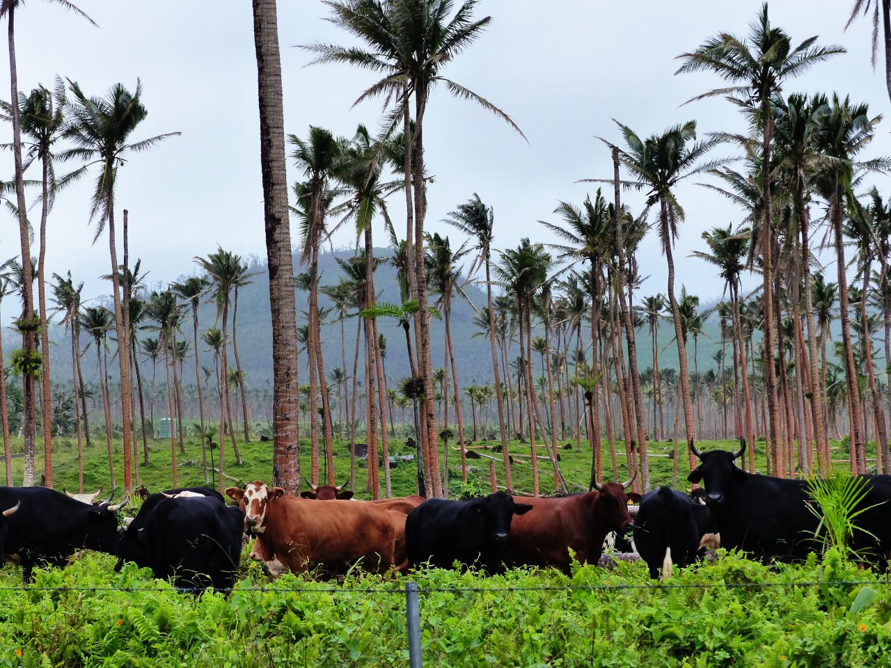 Blown away in Fiji - Australasia and Pacific - Safaritalk
