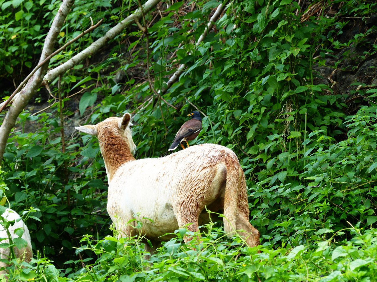 Blown away in Fiji - Australasia and Pacific - Safaritalk