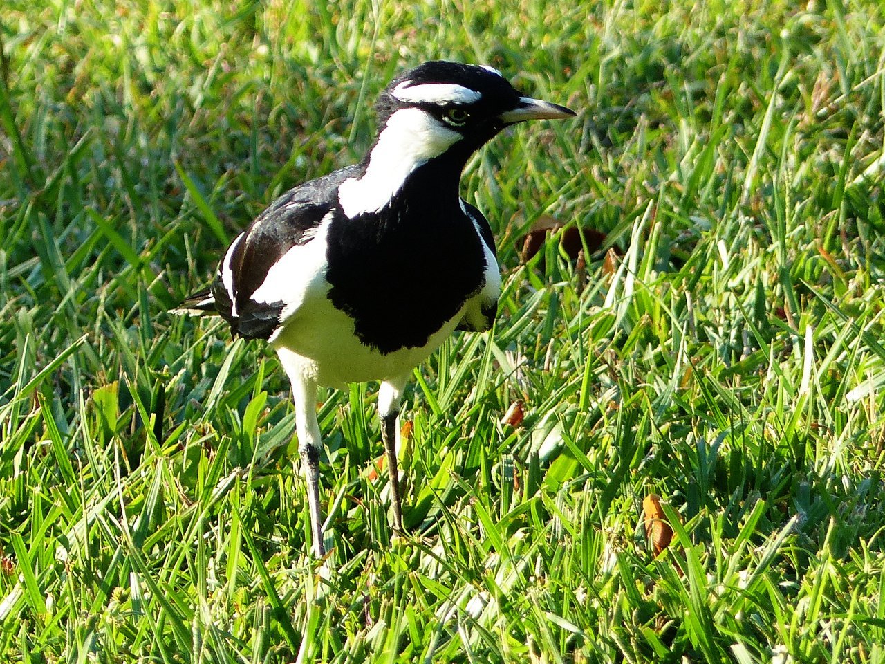 Kakadu, Katherine and Kununurra: parrots, pittas, pigeons and a frenzy ...