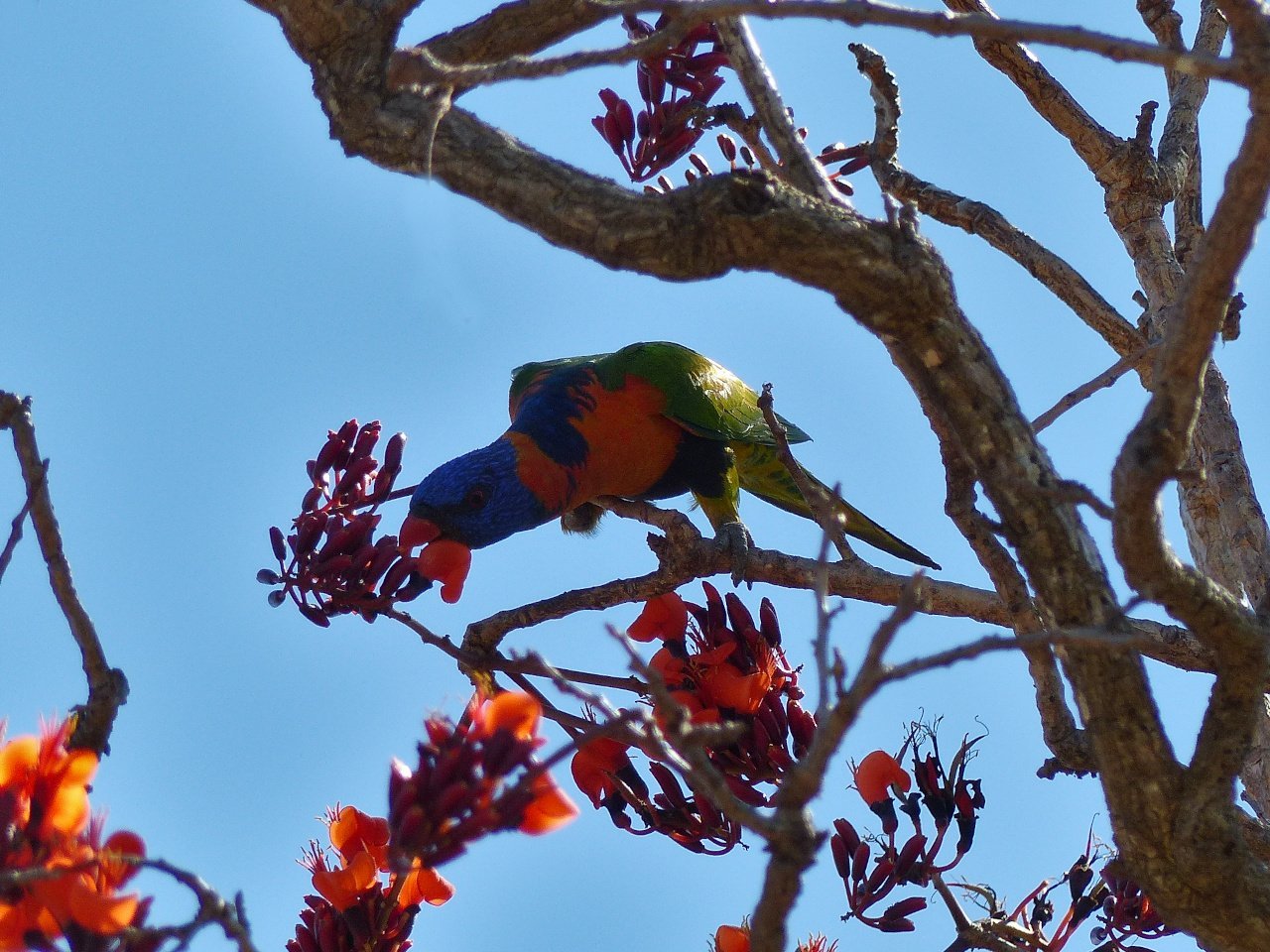 Kakadu, Katherine and Kununurra: parrots, pittas, pigeons and a frenzy ...