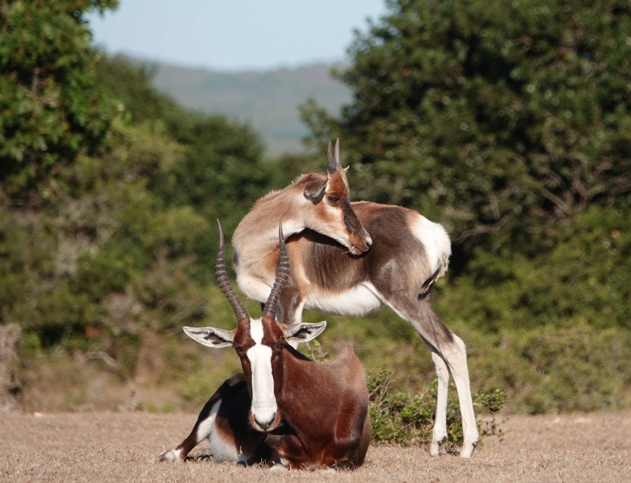Bontebok and Blossoms—De Hoop and Kgalagadi Transfrontier Park, March ...