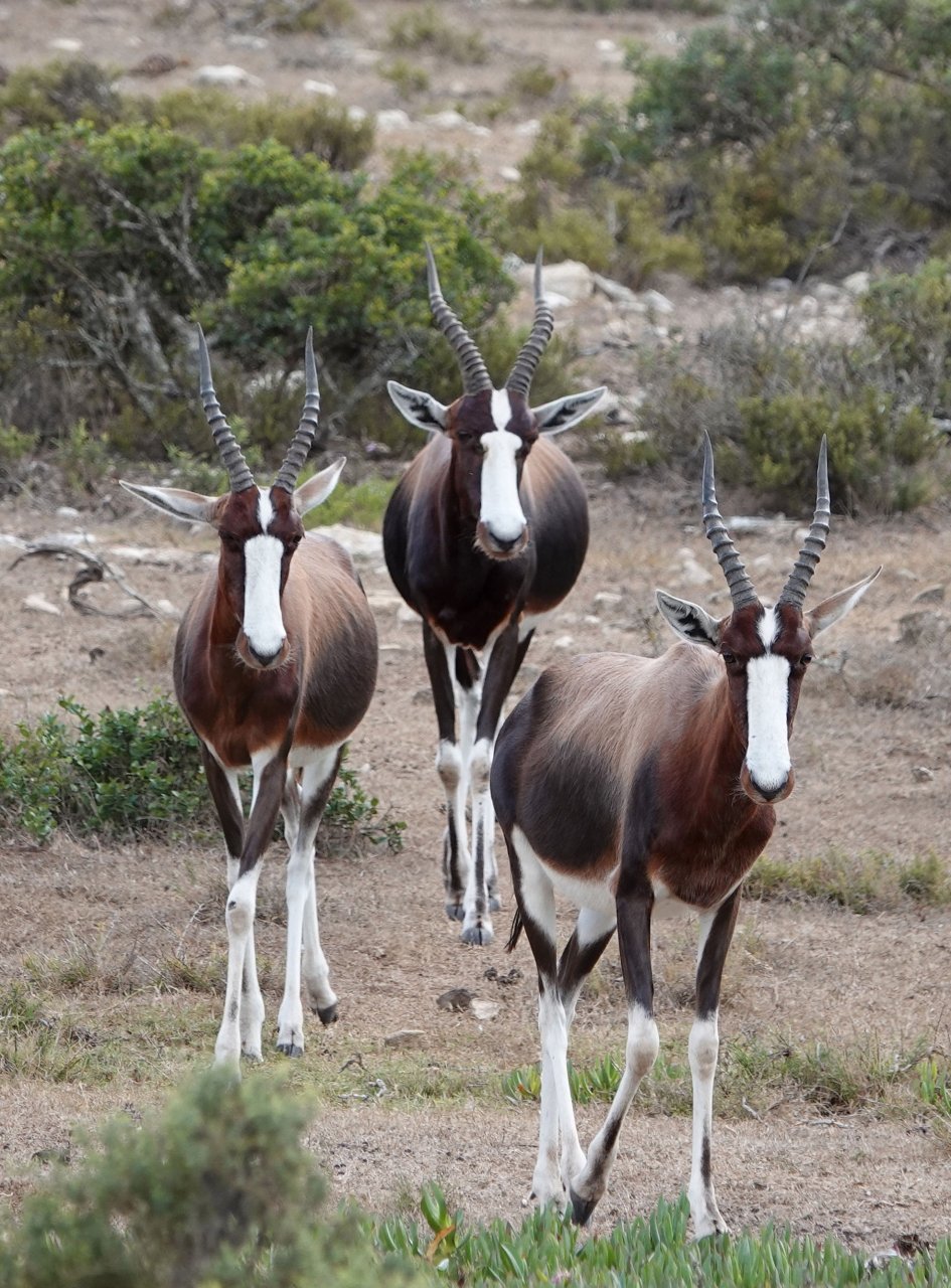 Bontebok and Blossoms—De Hoop and Kgalagadi Transfrontier Park, March ...
