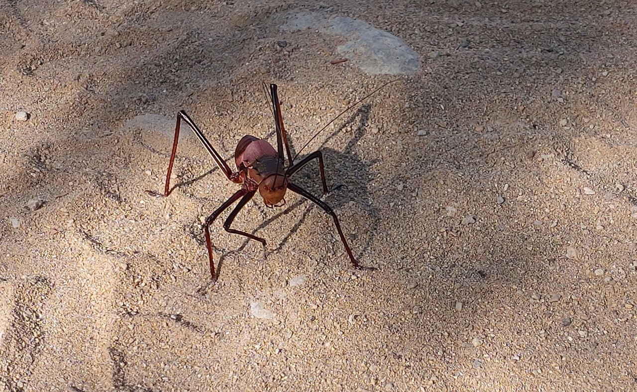 On the road (and sometimes off it) in Namibia - Namibia - Safaritalk