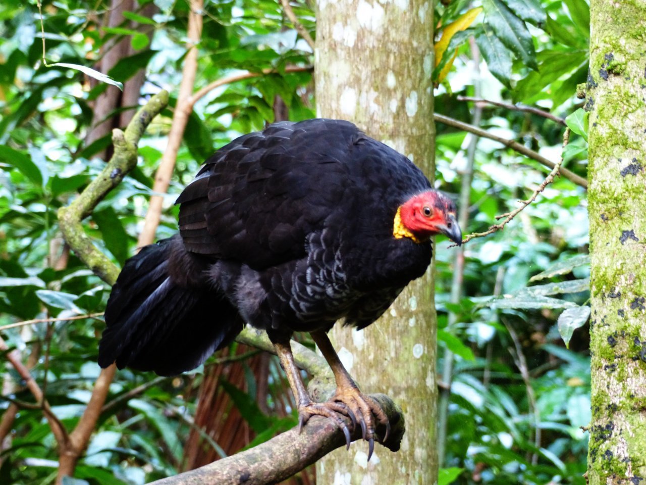 PNG: plumed, primal, proud, perplexing - Australasia and Pacific ...
