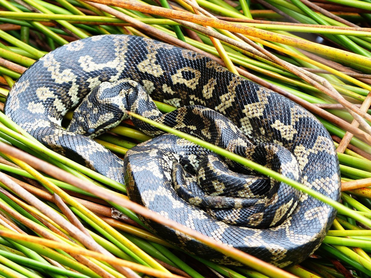 PNG: plumed, primal, proud, perplexing - Australasia and Pacific - Safaritalk